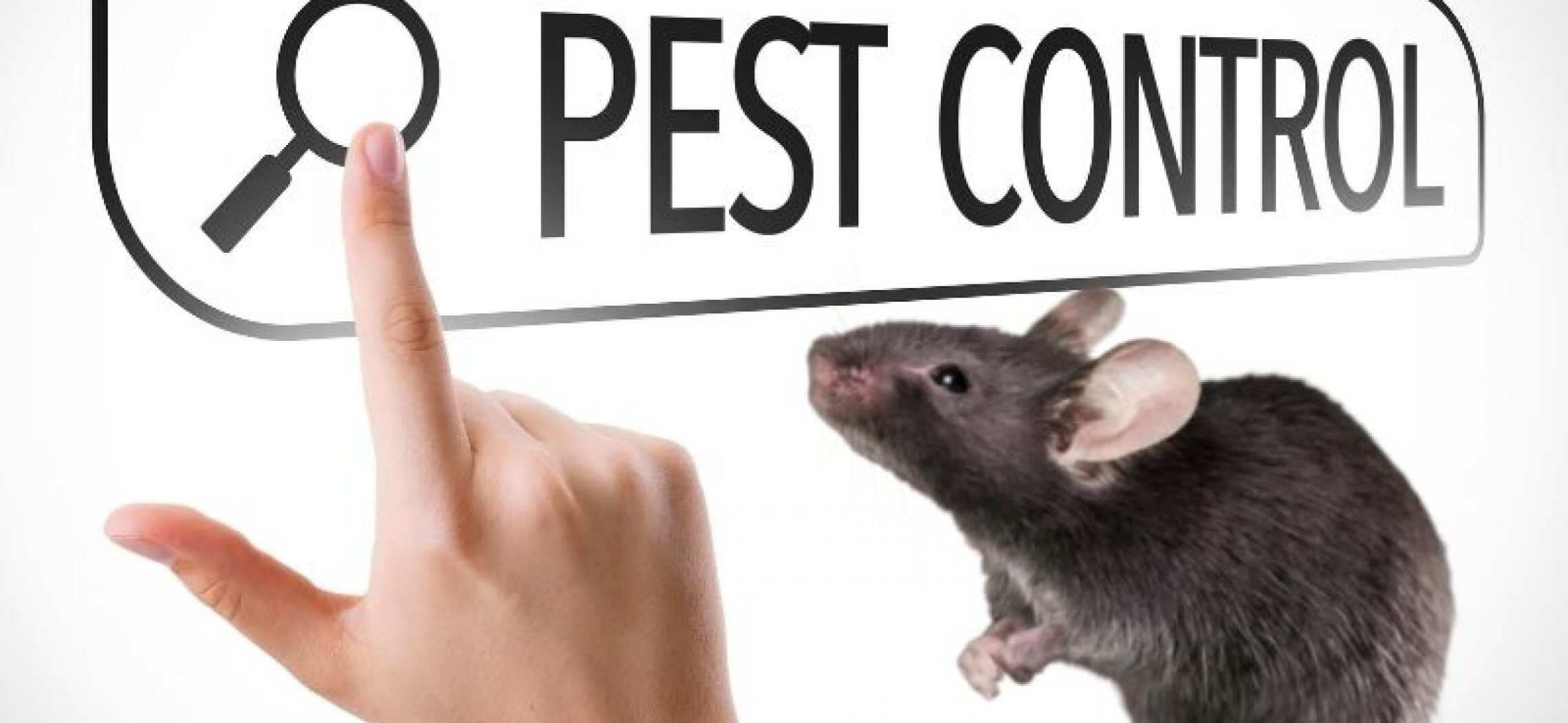 Derattizzazione: guida completa ai metodi migliori - imgrum.org